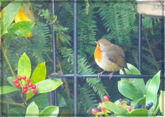 "Round robin" by Beryl Lloyd · 365 Project