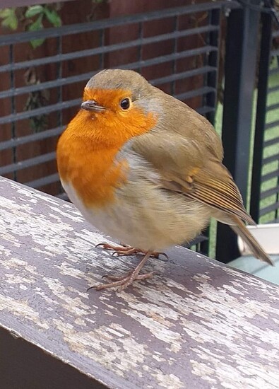 "Robin" by Beryl Lloyd · 365 Project