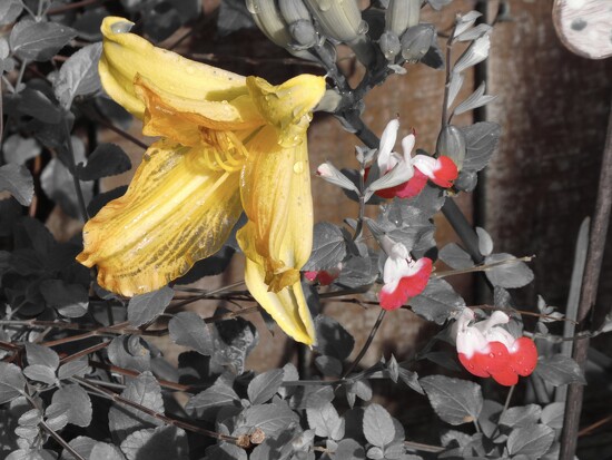 Playing with the camera by Susan Wakely · 365 Project