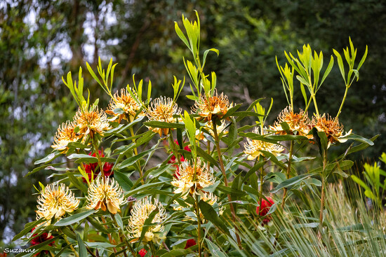 Creamy yellow waratah (Telopea sp) by Suzanne · 365 Project