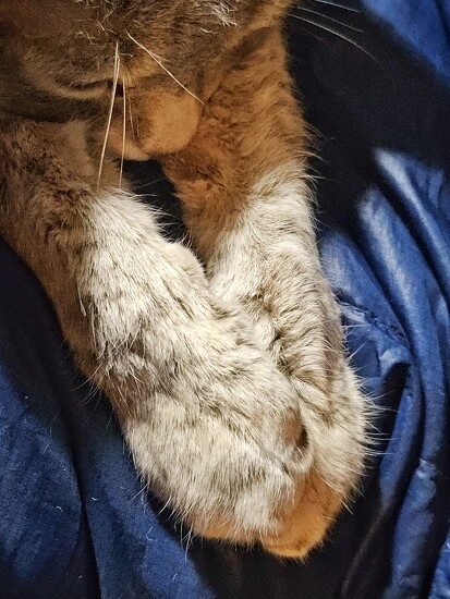 Paws and nose by eDorre · 365 Project