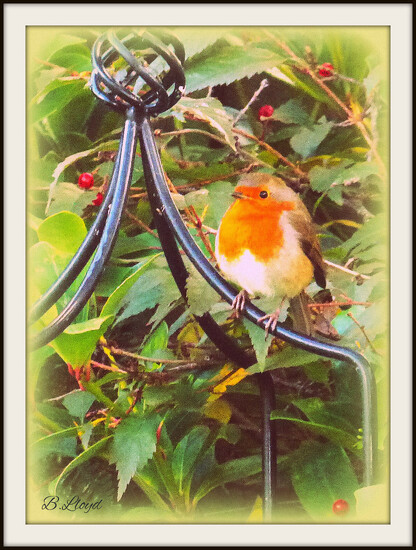 Robin by Beryl Lloyd · 365 Project