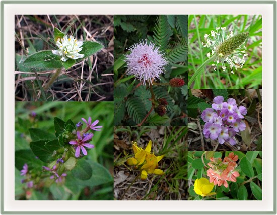 A picture gallery of small rogues... by Rob Z · 365 Project