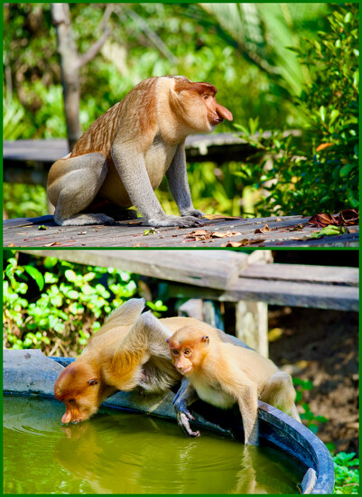 Proboscis Monkeys by Merrelyn · 365 Project
