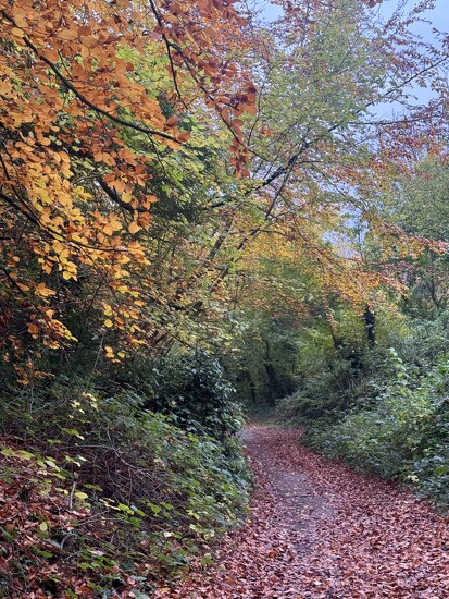 A walk in the woods by Susan Wakely · 365 Project