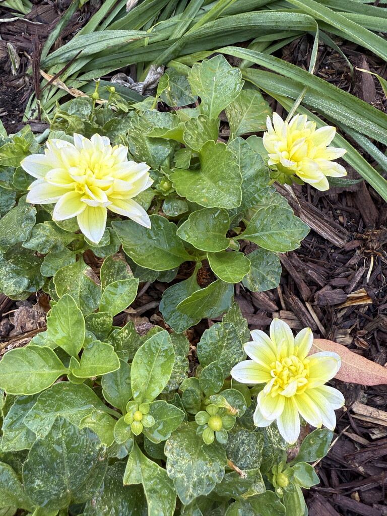 Small Dahlia by Shutterbug · 365 Project