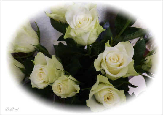 Roses by Beryl Lloyd · 365 Project