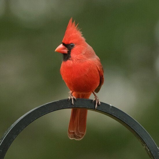 Cardinal (M) by Larry L · 365 Project