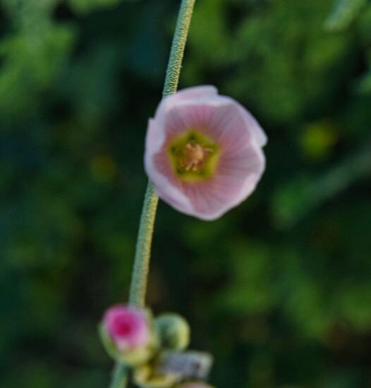 12 23 Pink Globemallow by Sand Lily · 365 Project