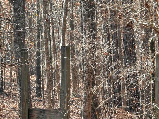 January woods... by Mags · 365 Project