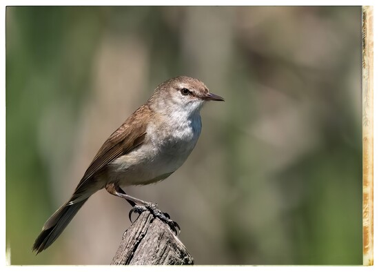 So happy to have seen this cutie by Diana · 365 Project