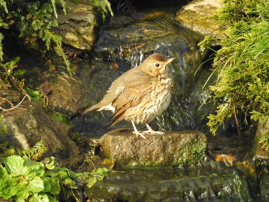 A Beautiful Thrush........ by Sue Cooper · 365 Project