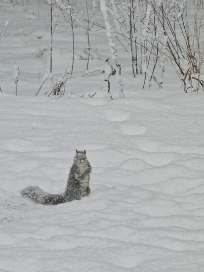Snowy paws by eDorre · 365 Project