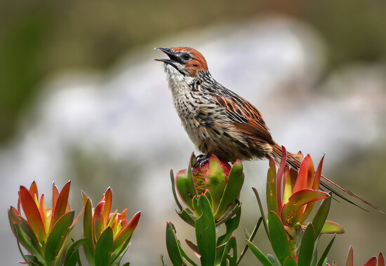 A little bird chirping away by Diana · 365 Project