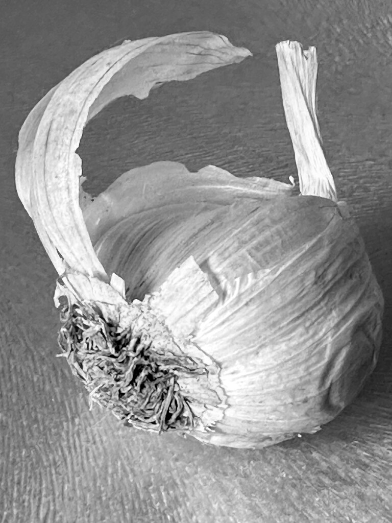 Garlic by Pam Knowler · 365 Project