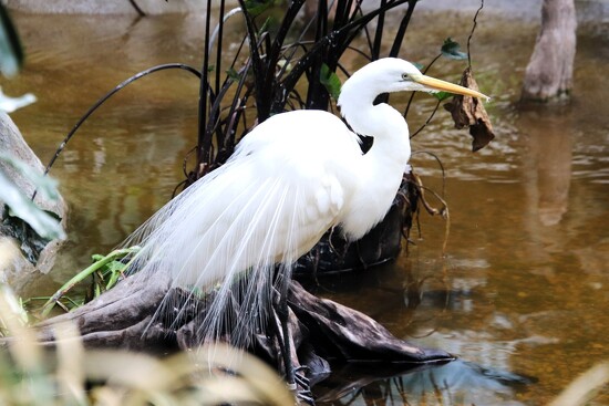 Big Bird by Randy Lubbering · 365 Project