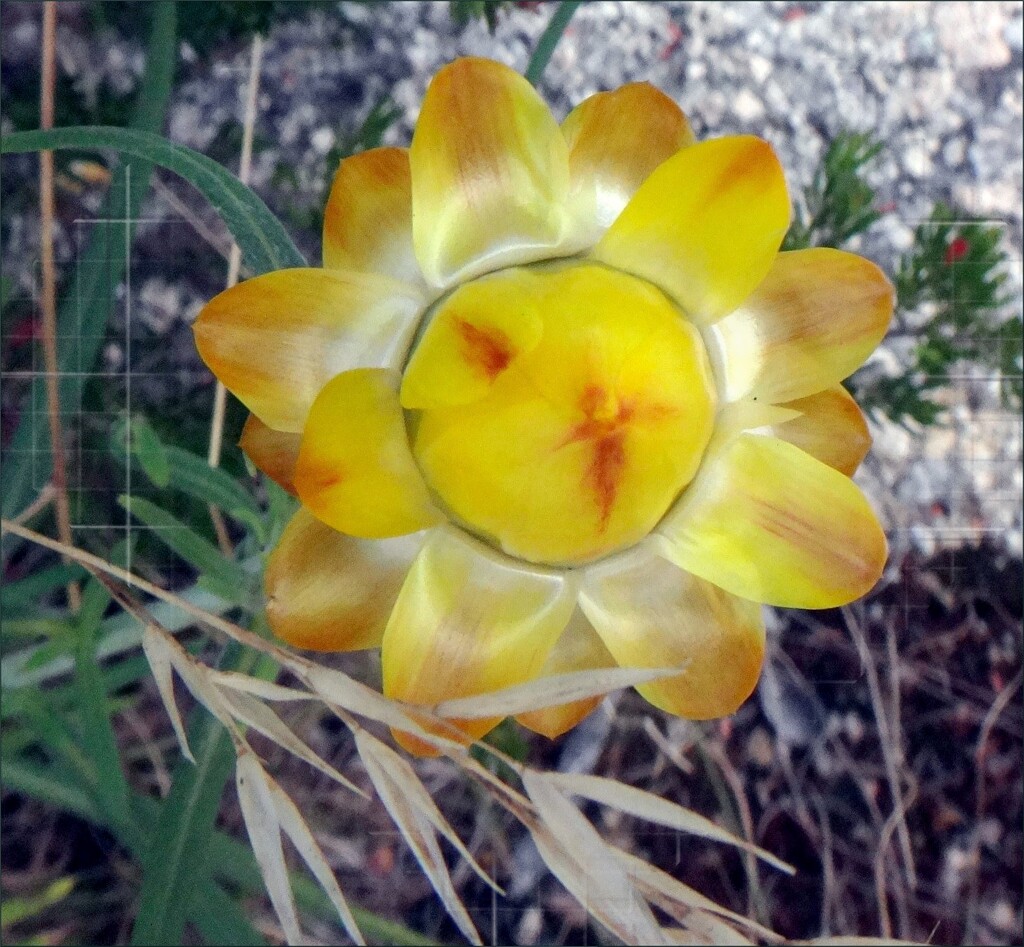 One lonely little yellow daisy... by Rob Z · 365 Project