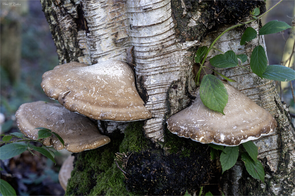 Birch Polypore by Peter · 365 Project