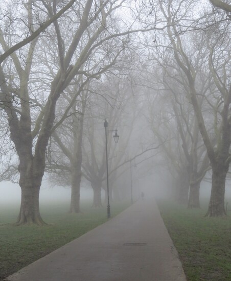 Plane tree avenue by Felicity Macdonald-Smith · 365 Project