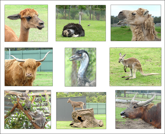 Oakvale Farm Collage by Babs · 365 Project