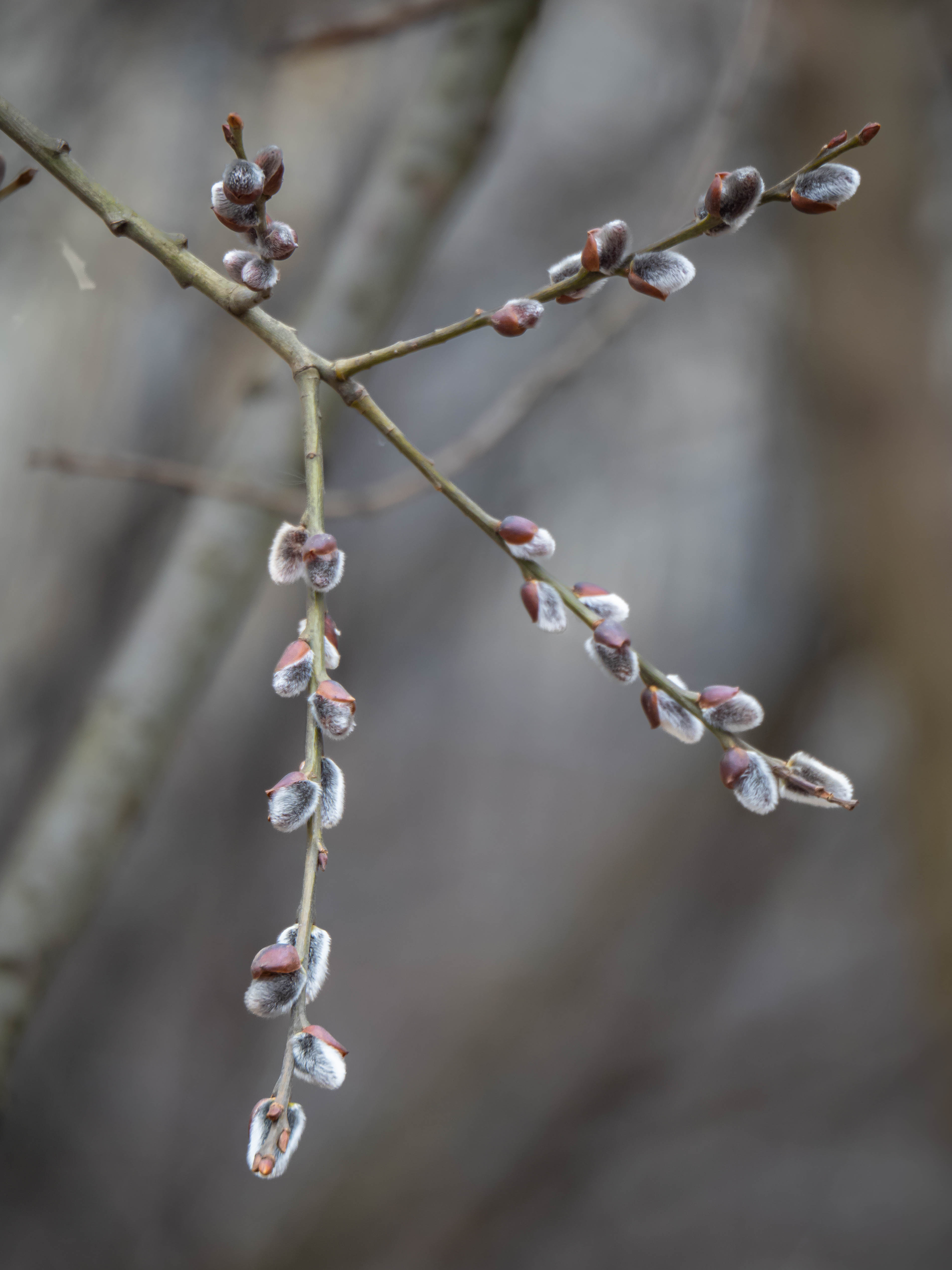 Young male catkin by haskar · 365 Project