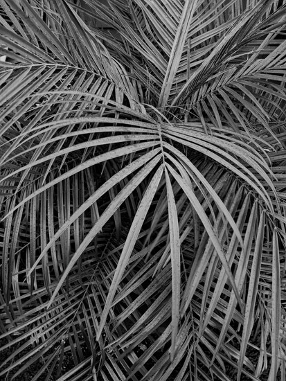 Palm Patterns by chikadnz · 365 Project