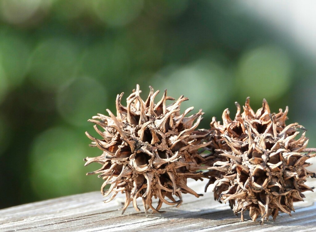 A fascination... by Mags · 365 Project