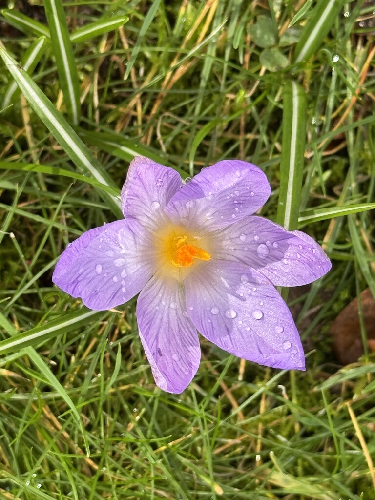 The Sun Shone, The Crocuses Opened by Sue Cooper · 365 Project