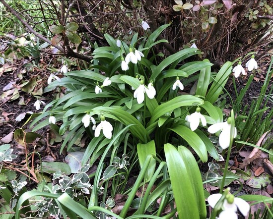 Snow Drops by Susan Klassen · 365 Project