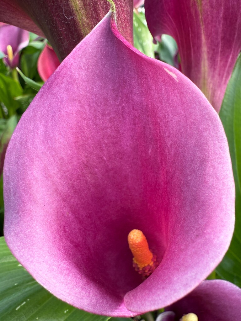 Pink by Shutterbug · 365 Project