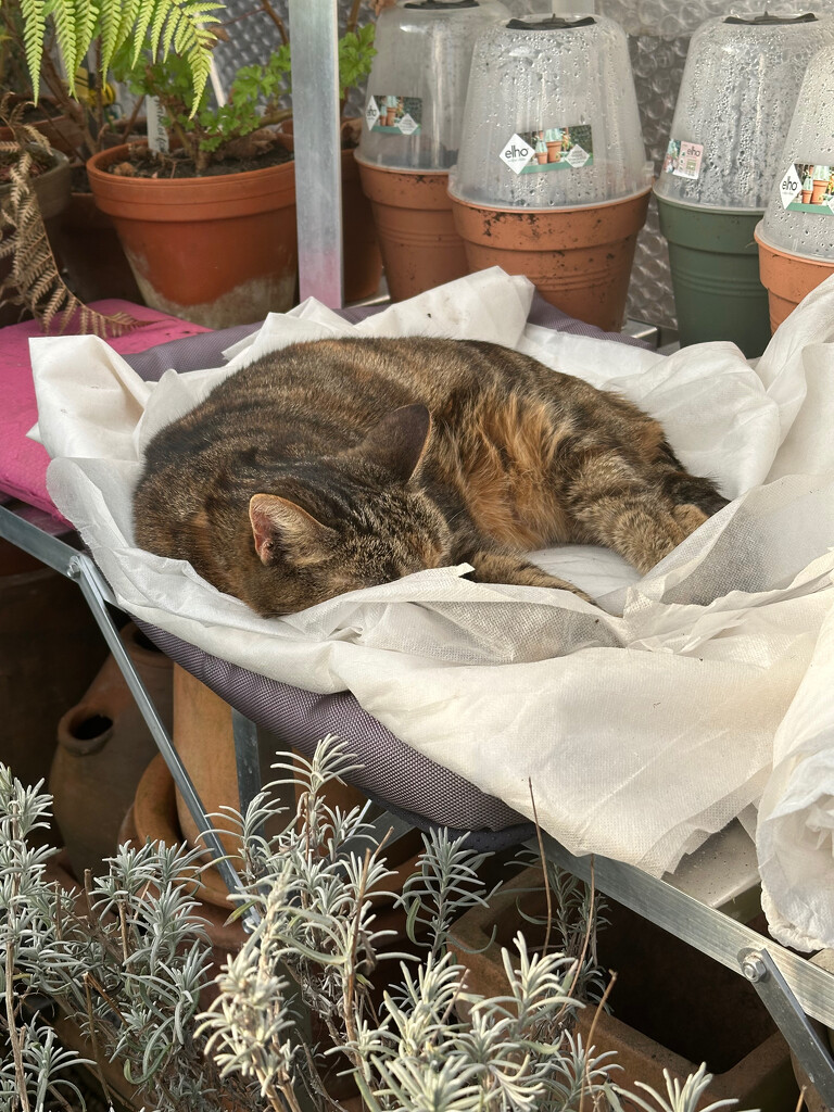Cat Napping by Maxine Lathbury · 365 Project