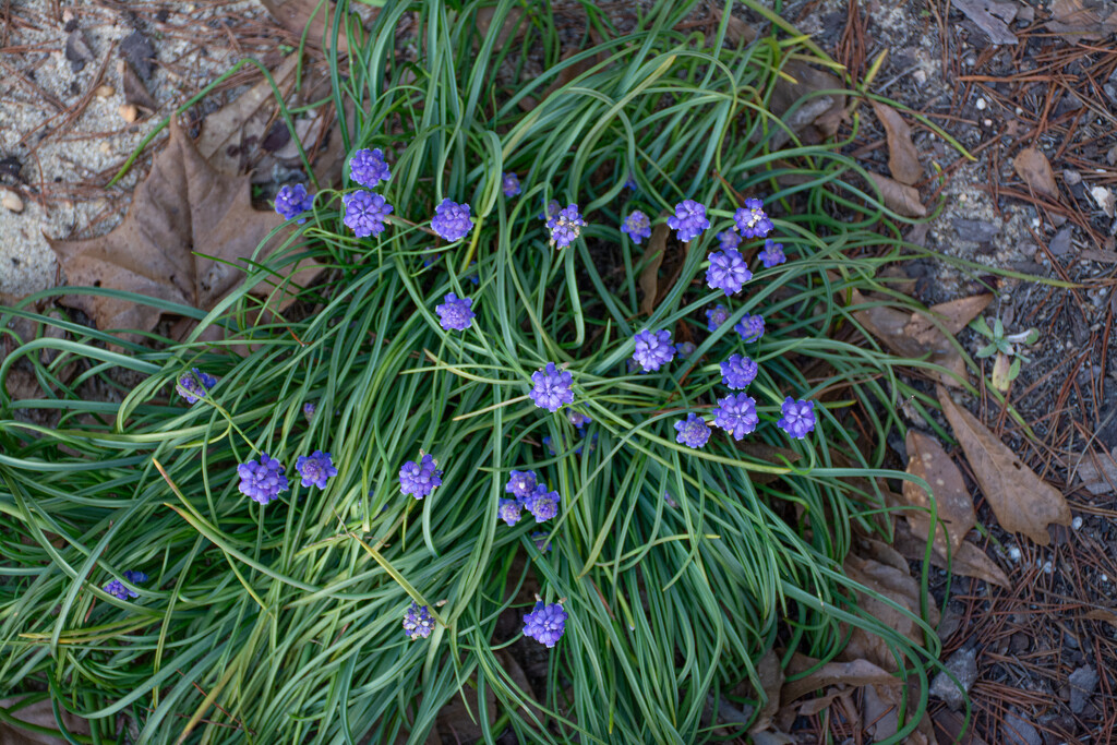 Blue Hyacinth in color... by GaryW · 365 Project