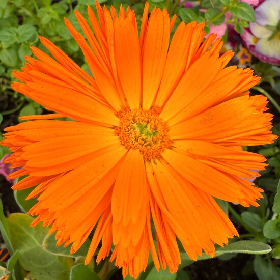 Orange by Shutterbug · 365 Project