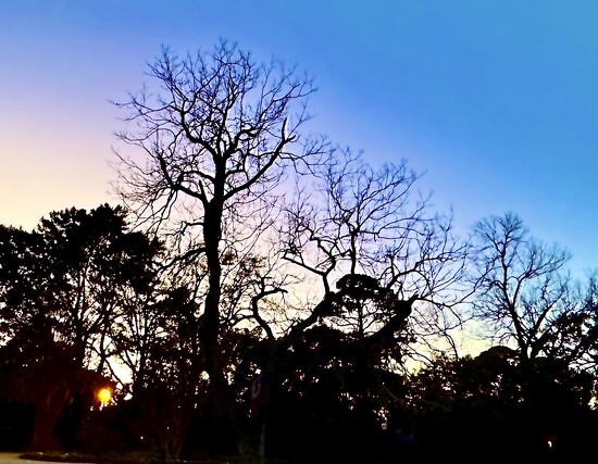 Winter austerity at the Blue Hour by John · 365 Project