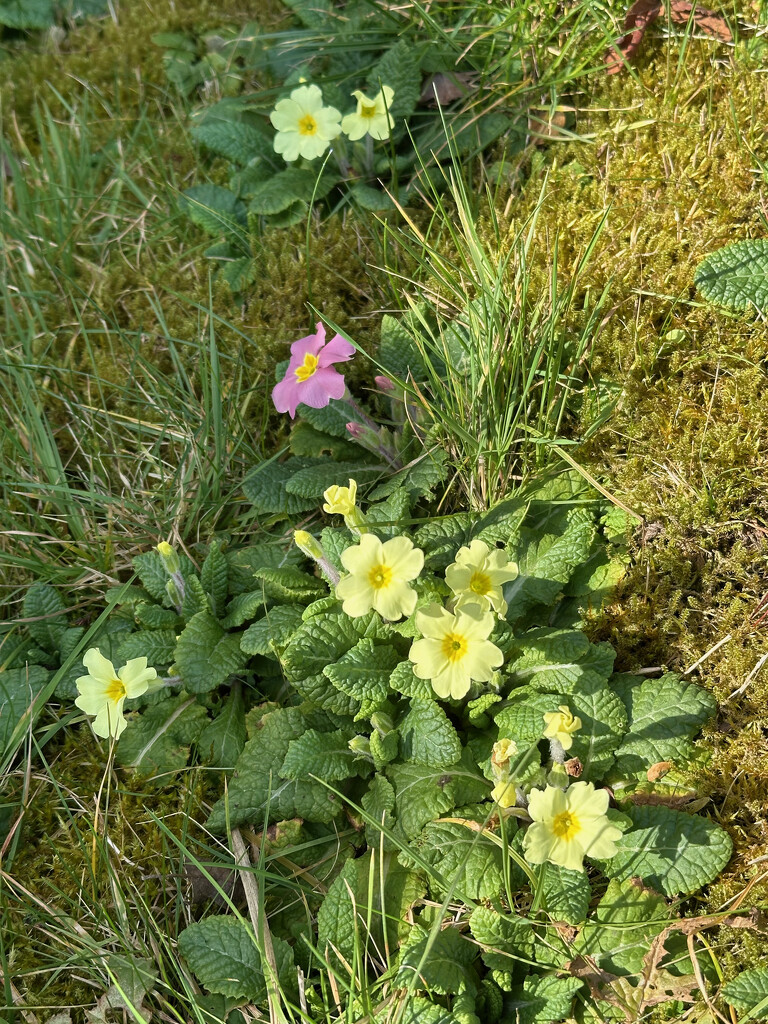 Primroses by Maxine Lathbury · 365 Project