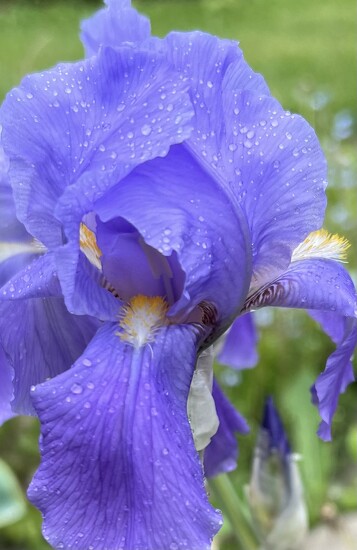 Bearded Iris by Islandgirl · 365 Project
