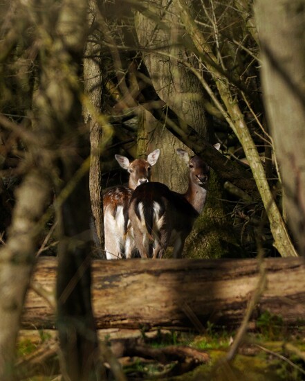 Fallow Deer by 🐞Lucy Dolittle · 365 Project
