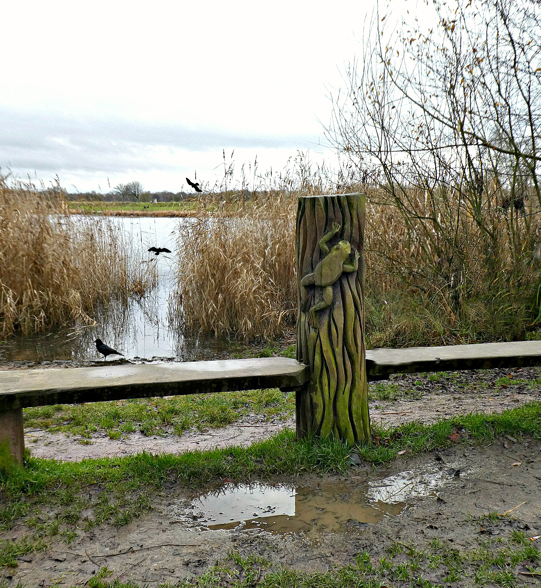 Frog Post. by wendy frost · 365 Project