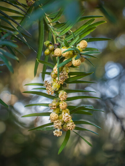 Male yew cones by haskar · 365 Project