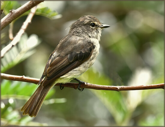 A plain little bird by Diana · 365 Project