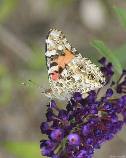 Painted Lady by Thom Mitchell · 365 Project
