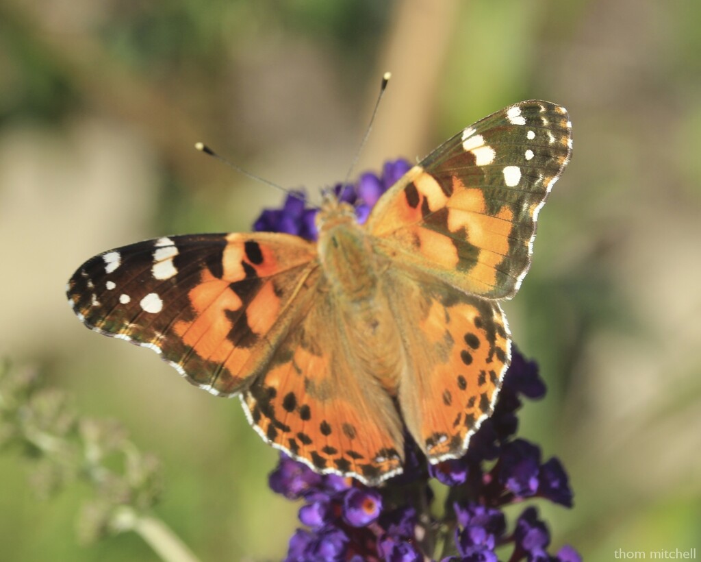 Painted Lady, from above by Thom Mitchell · 365 Project