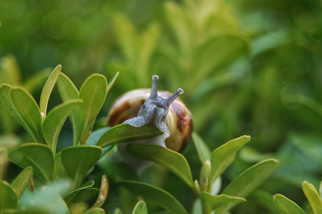 Snail on box by 🐞Lucy Dolittle · 365 Project