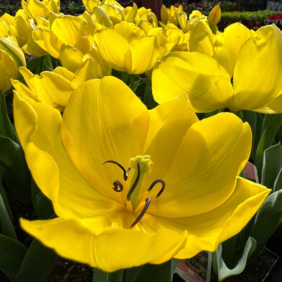 Yellow 4 by Shutterbug · 365 Project