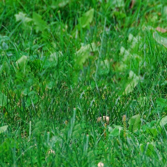 Green 4 by Shutterbug · 365 Project