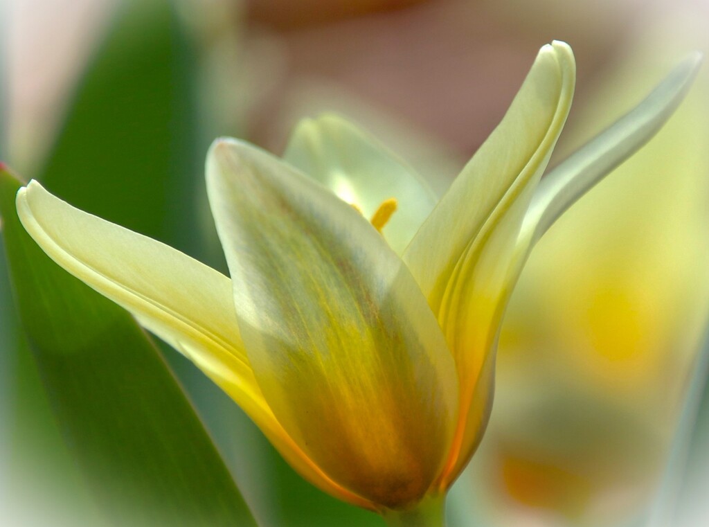 Rainbow 26 by *lynn · 365 Project