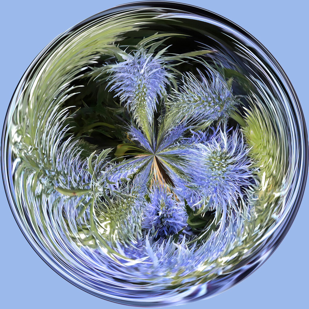 Eryngium (blue orion) swirl by Diana · 365 Project