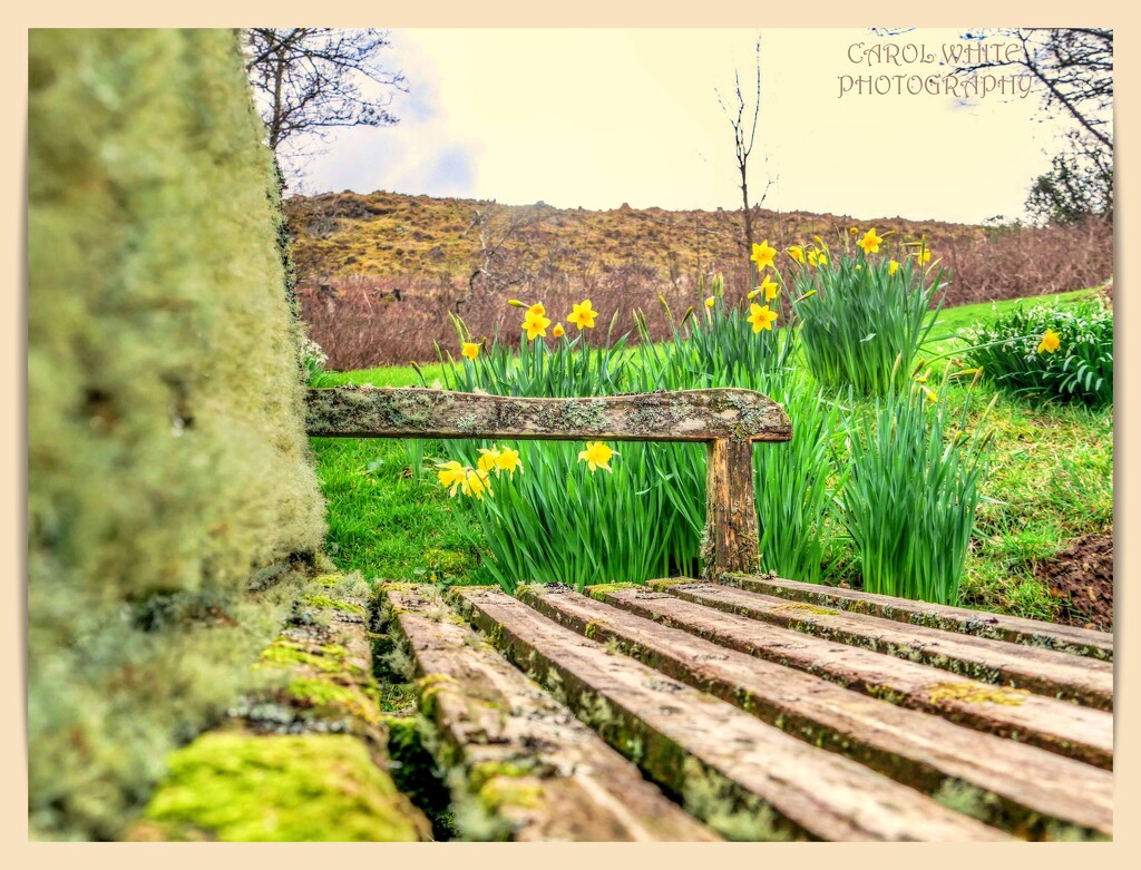 Daffodils And An Old Bench,Glengorm,Mull by carol white · 365 Project