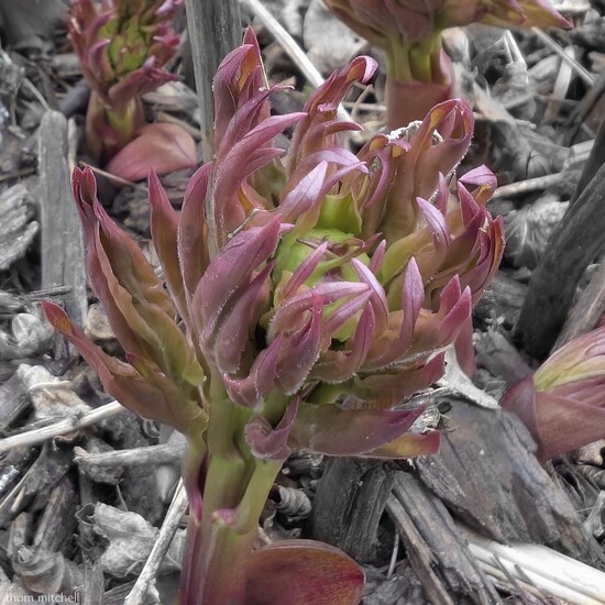 Peony emerging by Thom Mitchell · 365 Project