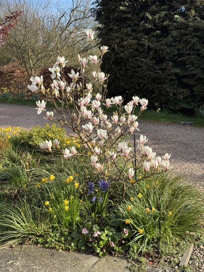 Dwarf Magnolia by Sue Cooper · 365 Project